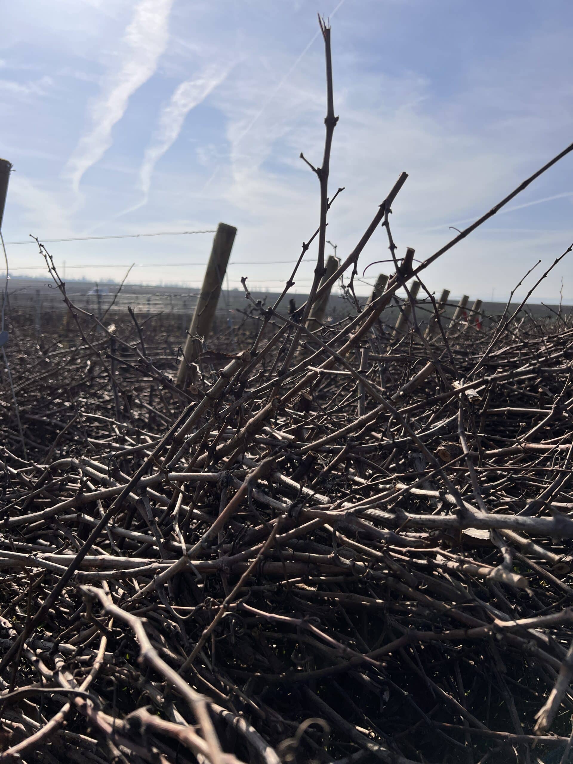 Galerie | Domaine Barolet-Pernot