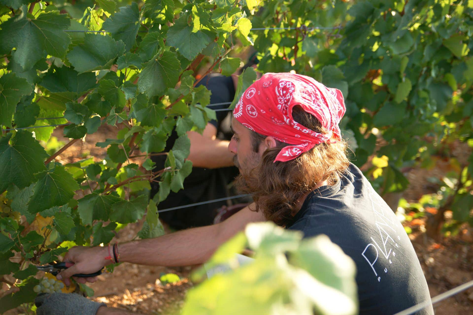 Galerie | Domaine Barolet-Pernot