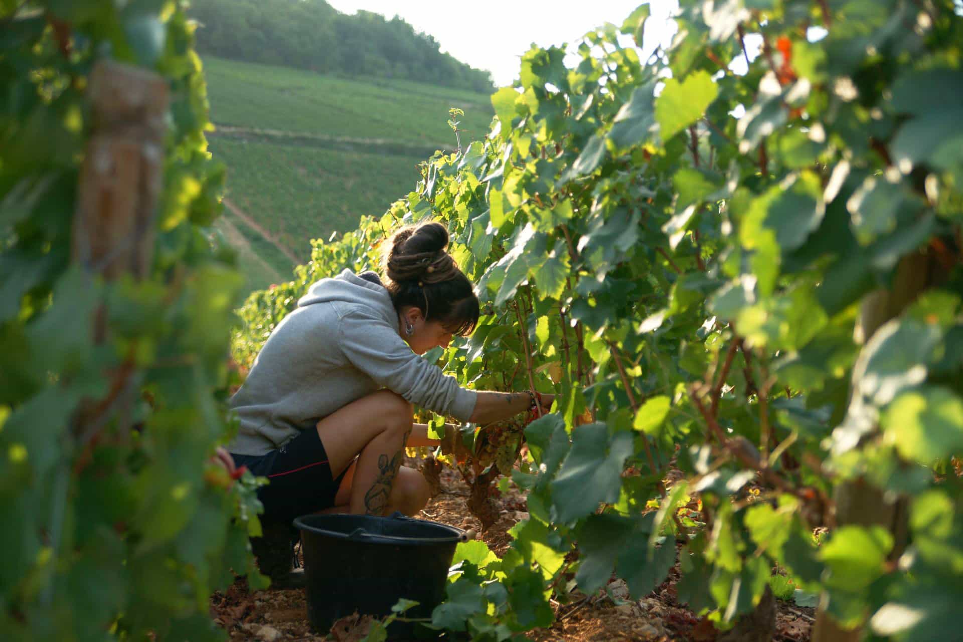 Galerie | Domaine Barolet-Pernot