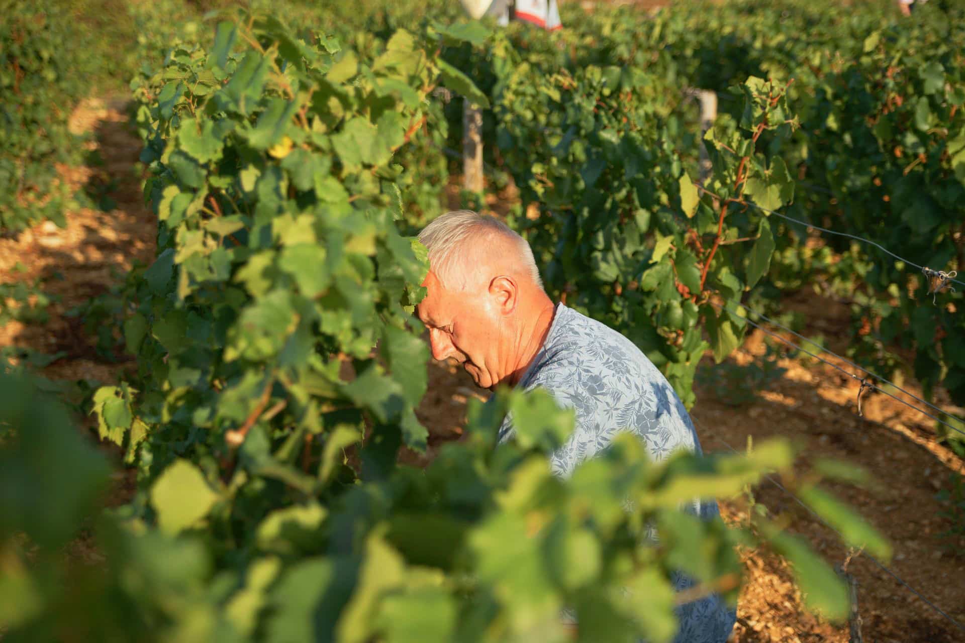 Galerie | Domaine Barolet-Pernot