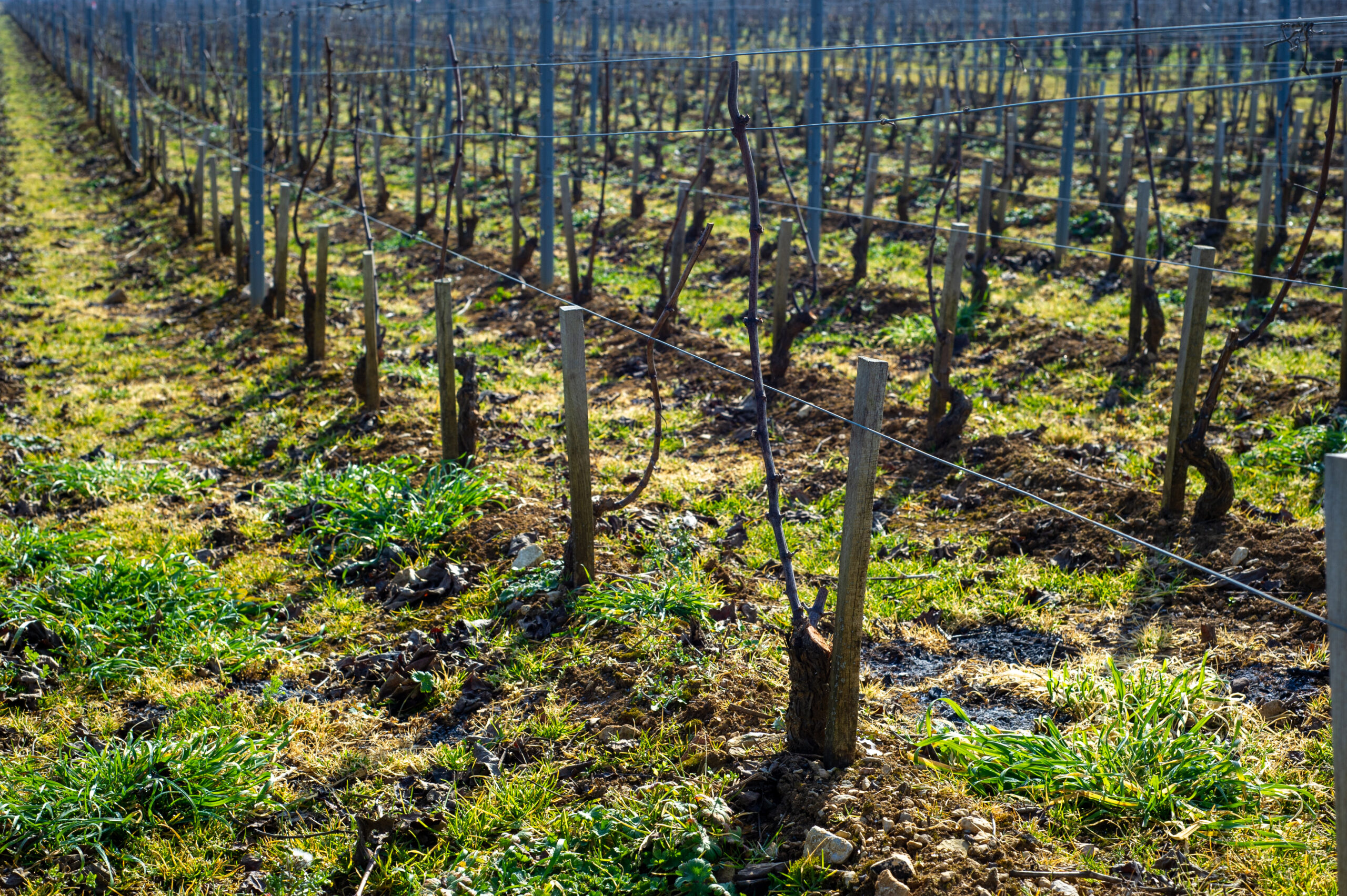 Galerie | Domaine Barolet-Pernot