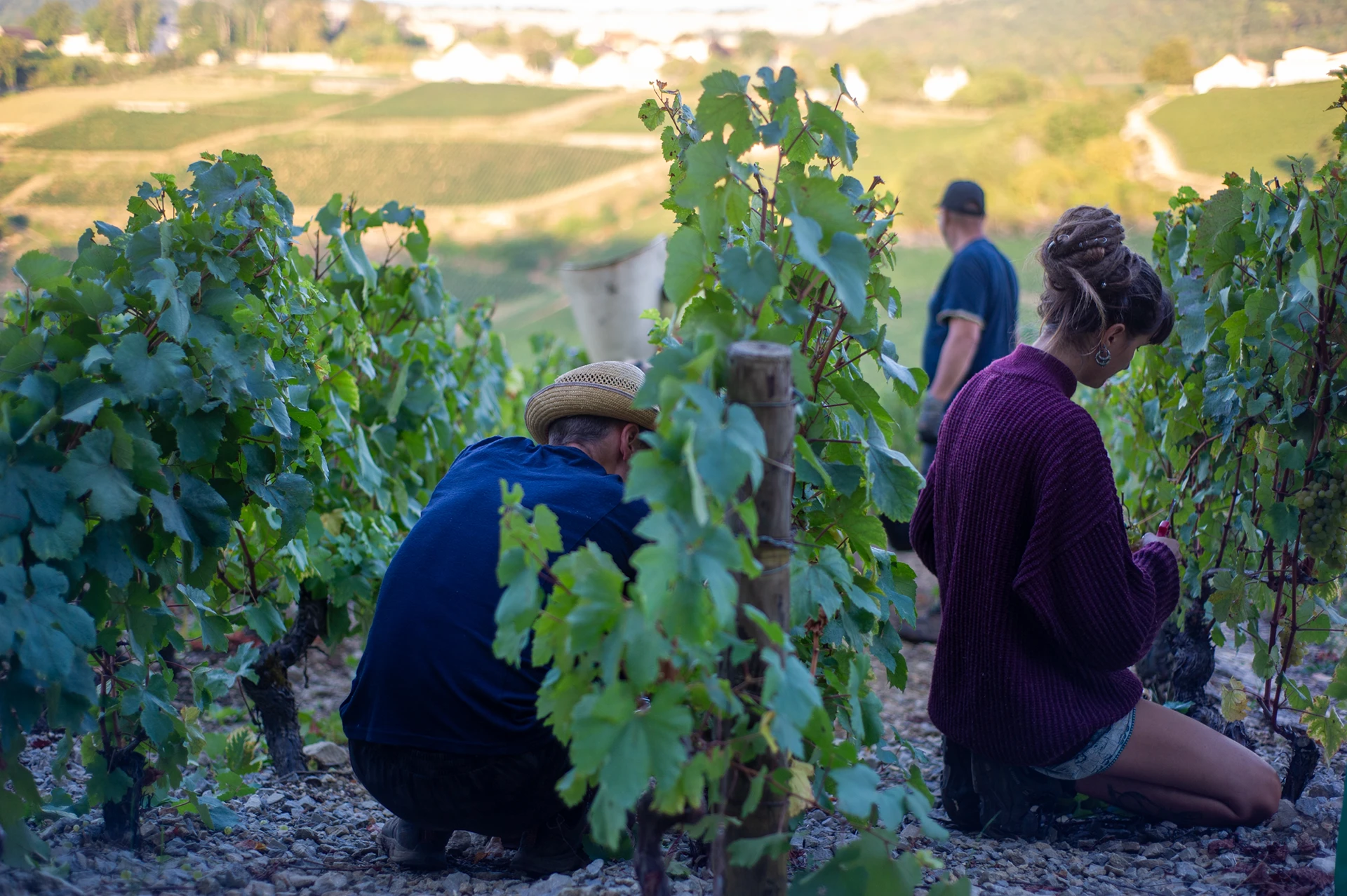 Les vins du Domaine Barolet-Pernot